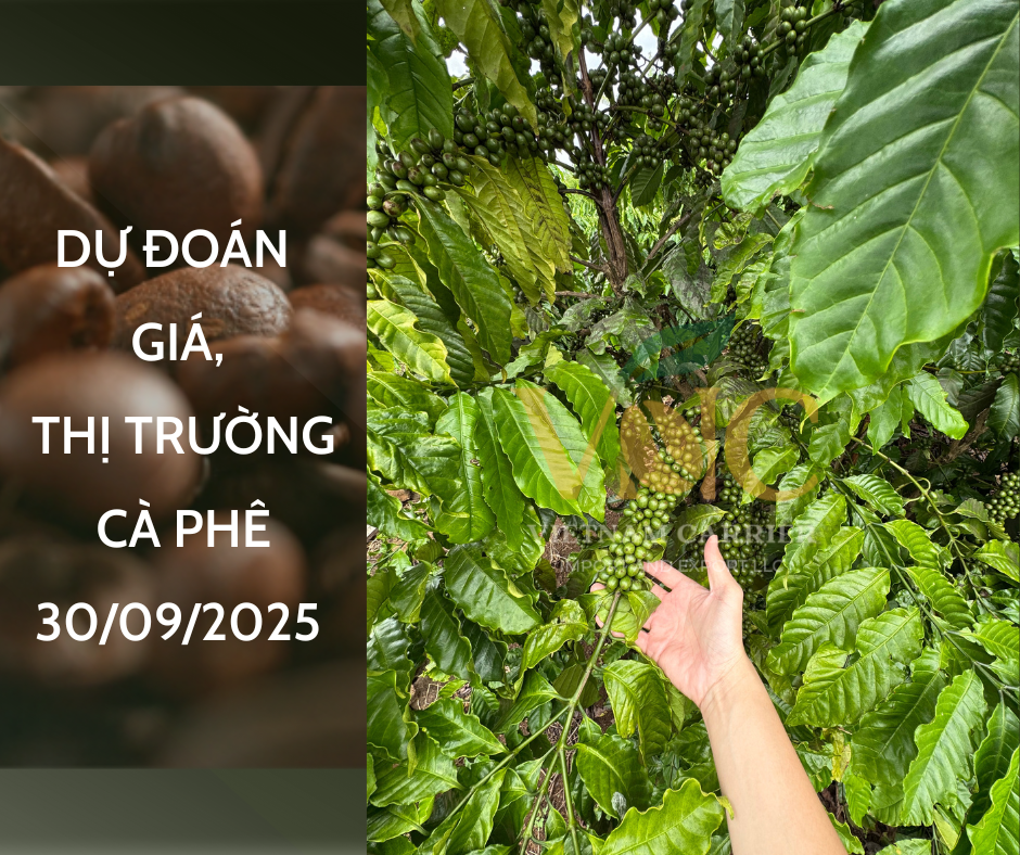 DỰ BÁO GIÁ CÀ PHÊ ROBUSTA VIỆT NAM ngày mai 30/09/2025 - VNC Coffee
